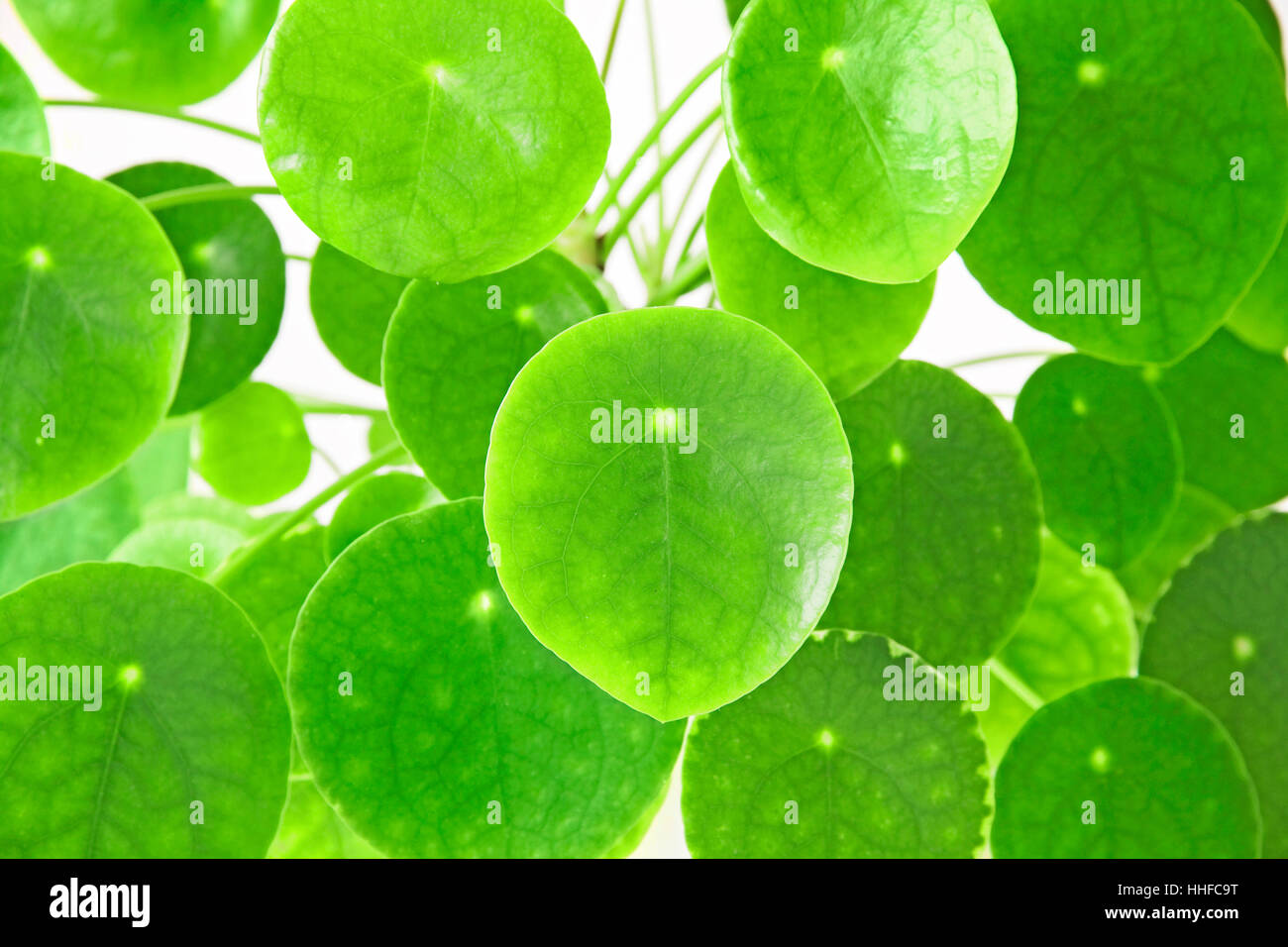 leaf, detail, environment, enviroment, garden, freshness, spring ...