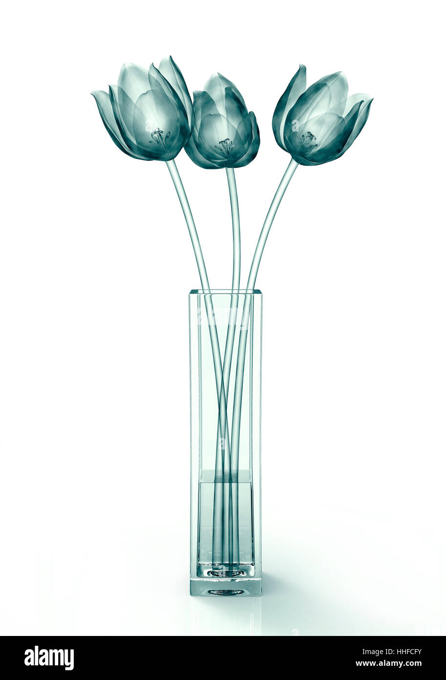 Tulip x ray hi-res stock photography and images - Alamy