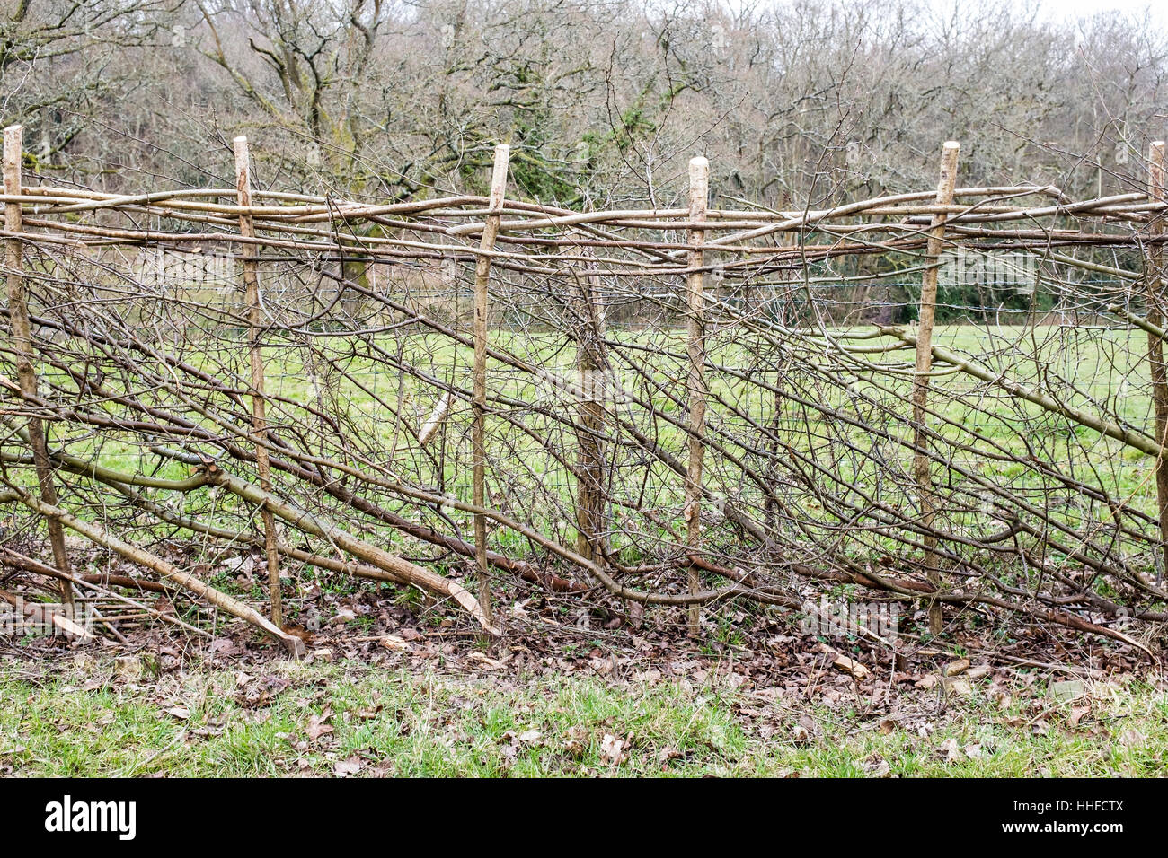Traditionally cut and layered hedging in a Surrey country lane Stock ...
