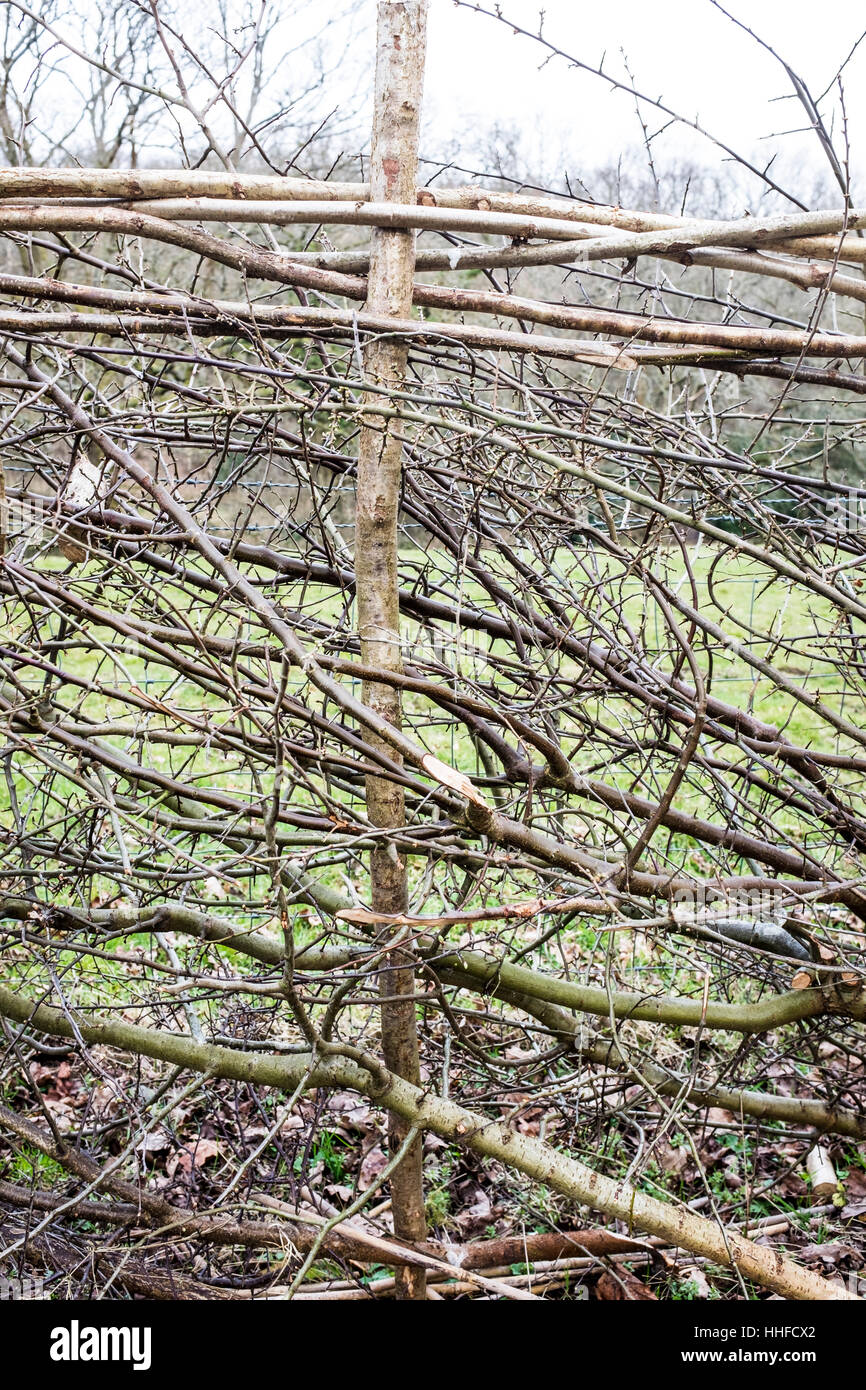 Traditionally cut and layered hedging in a Surrey country lane Stock ...