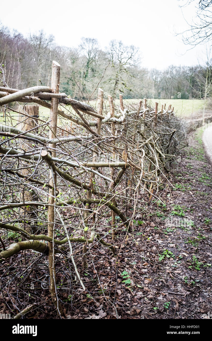 Traditionally cut and layered hedging in a Surrey country lane Stock ...
