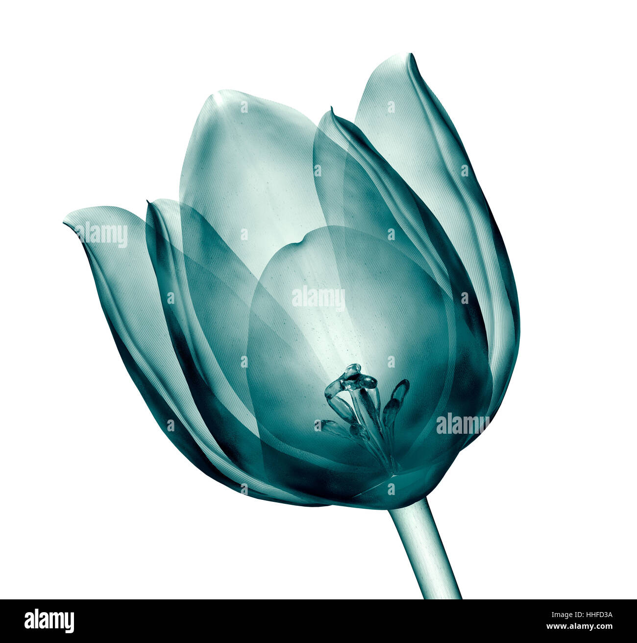 x-ray image of a flower isolated on white , the tulip 3d illustration ...