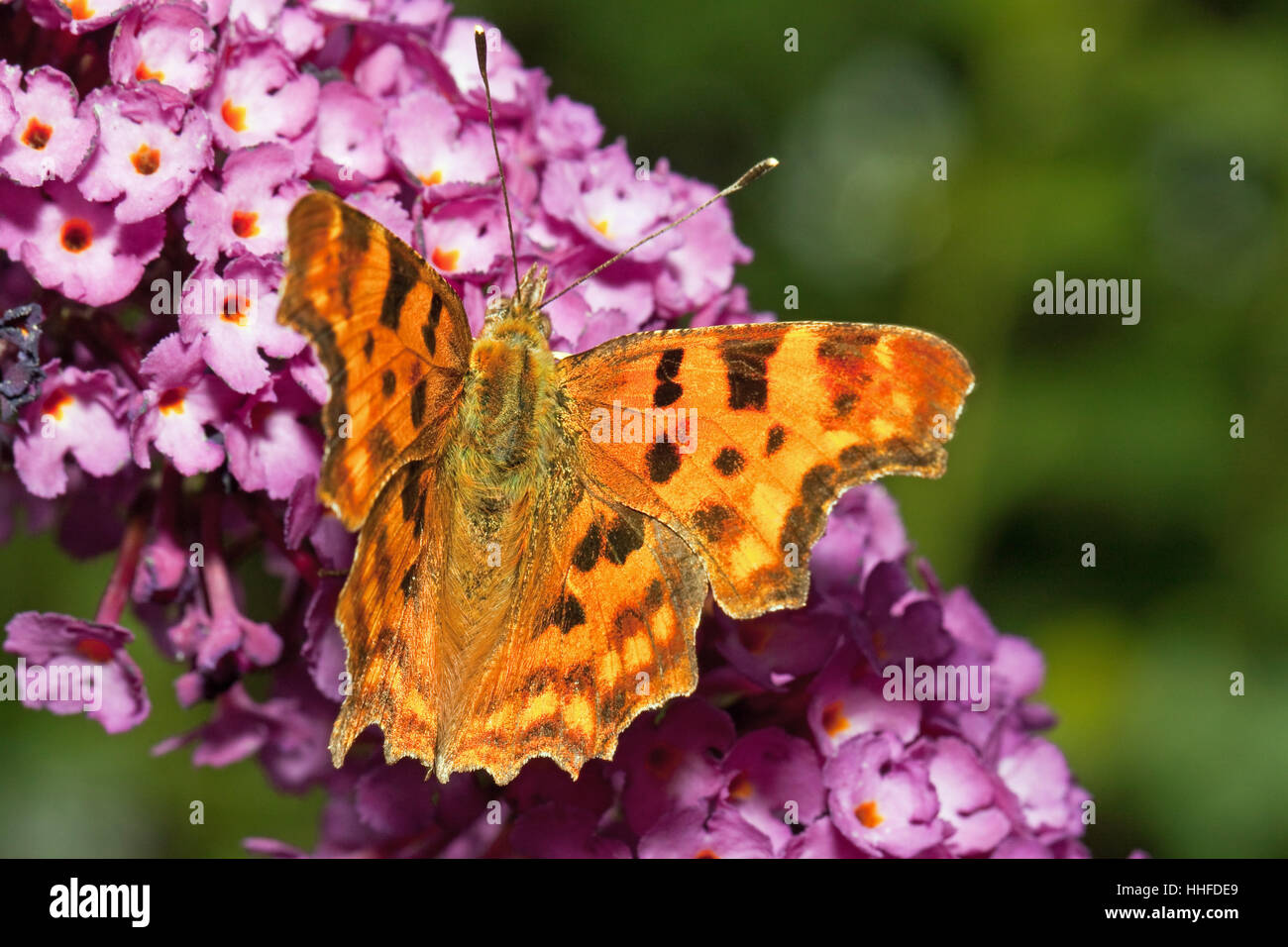 protected, sheltered, insects, conservation of nature, butterfly ...