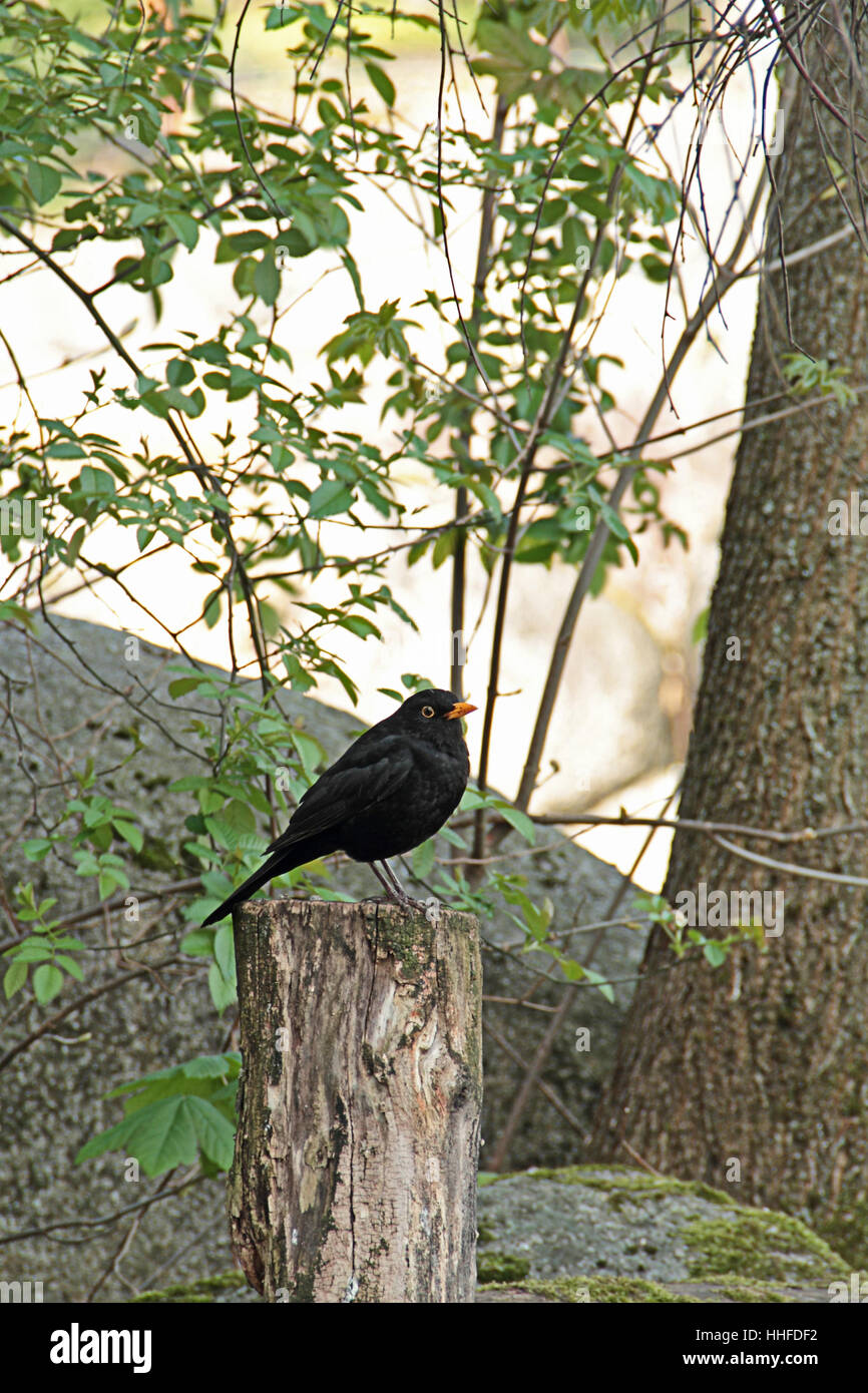 bird, male, masculine, birds, seat, blackbird, wild animal, post ...