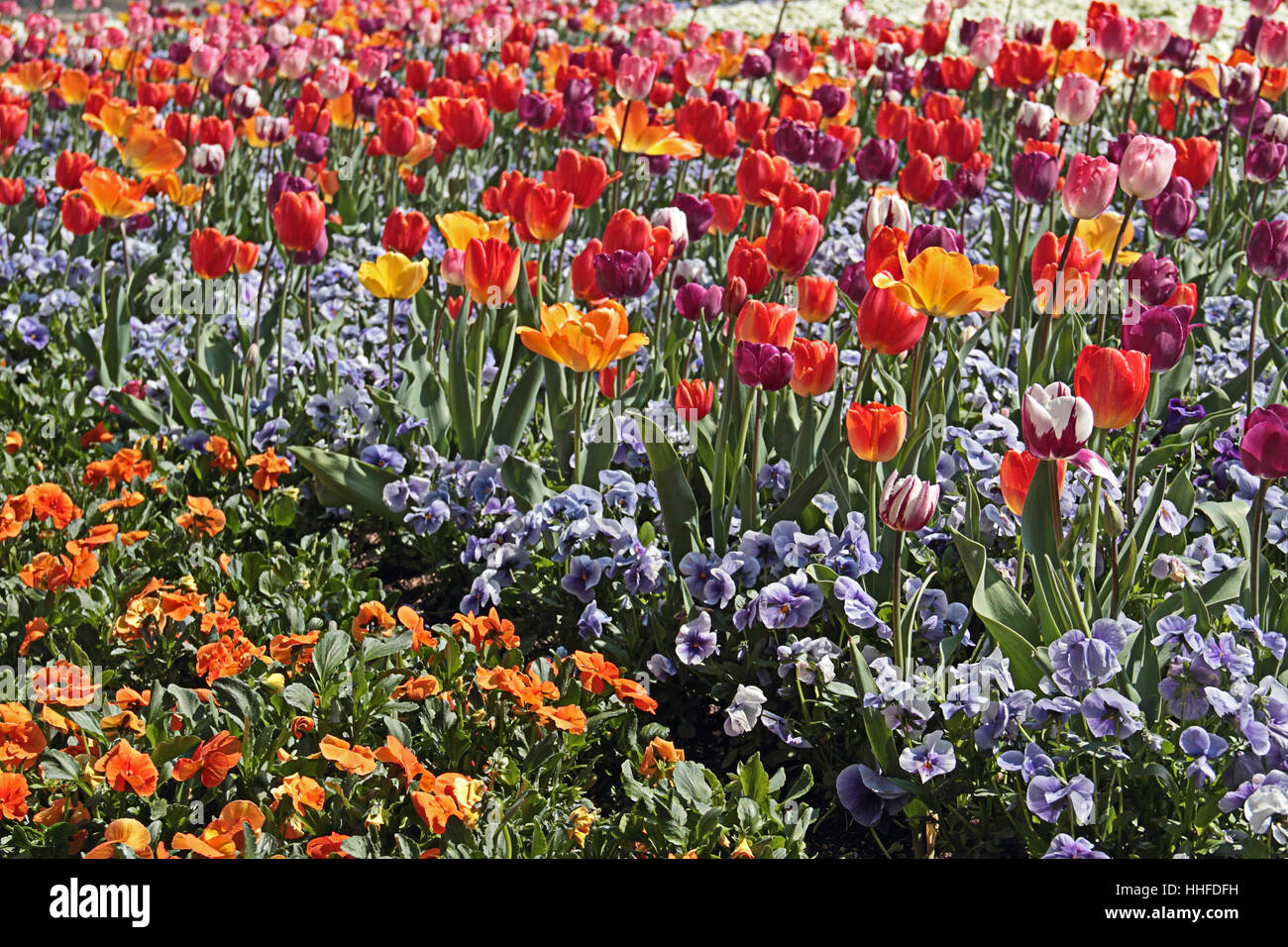 coloured, colourful, gorgeous, multifarious, richly coloured, flower ...