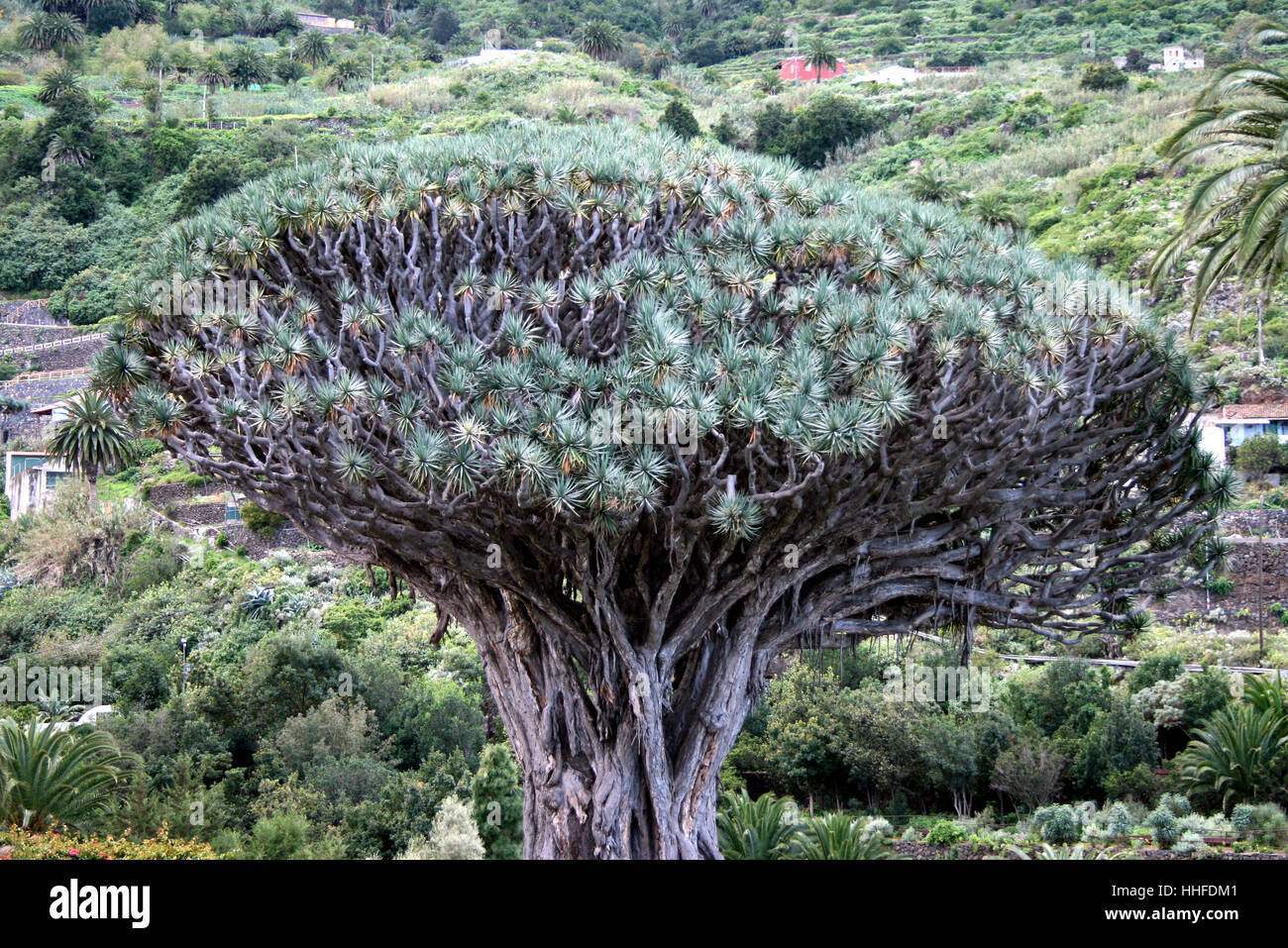 view of the dragon tree of icod de los vinos,tenerife Stock Photo - Alamy