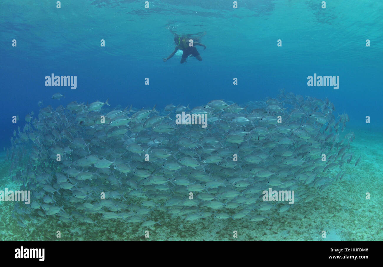 pisces, fishes, snorkel, asia, fish, formation, underwater, maldives ...
