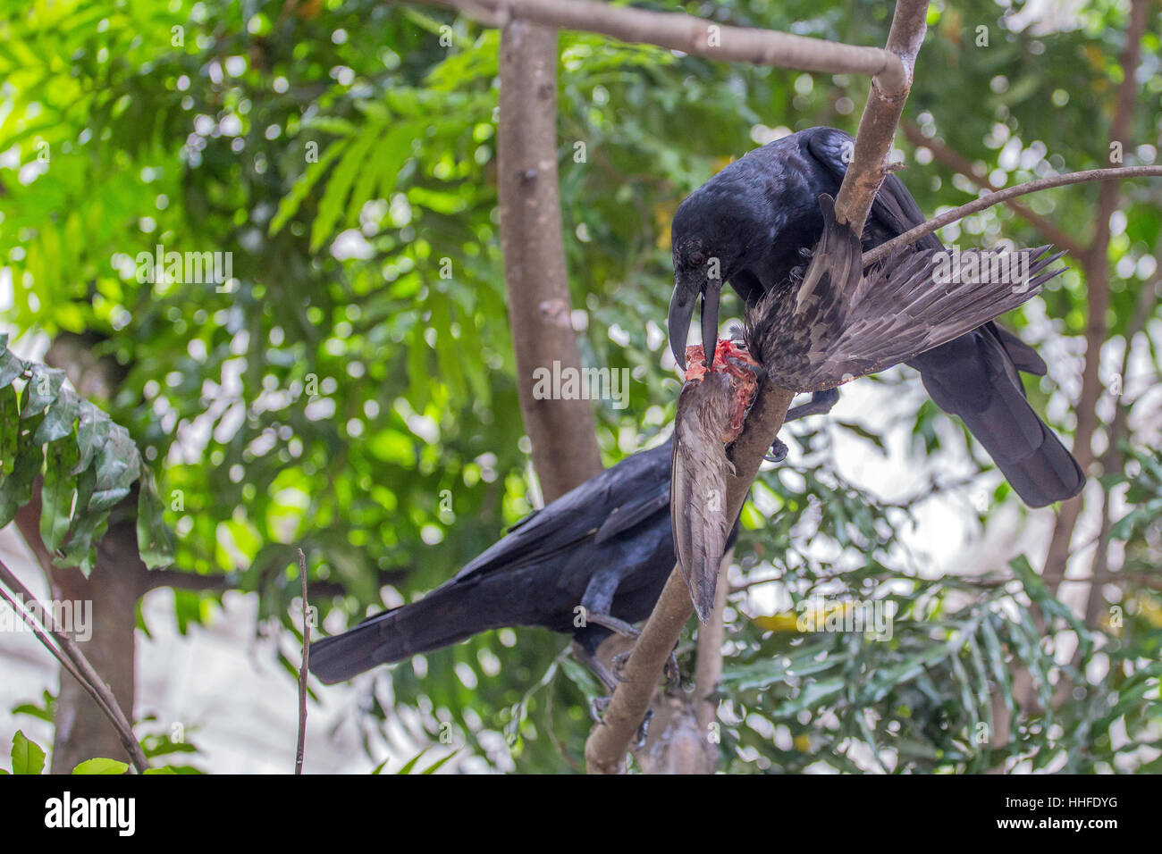 Raven eating carrion hi-res stock photography and images - Alamy