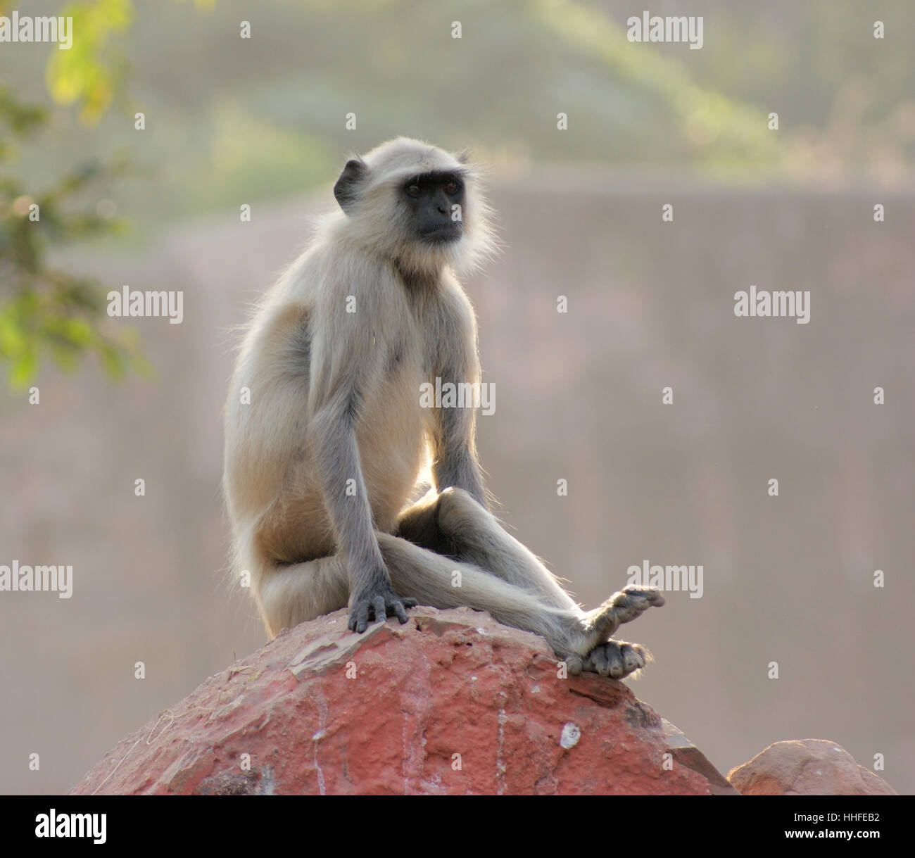 India shot put hi-res stock photography and images - Alamy