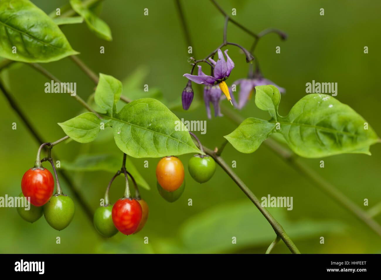 flower, plant, fruit, purple, red, toxic, poisonous, leaf, macro, close ...