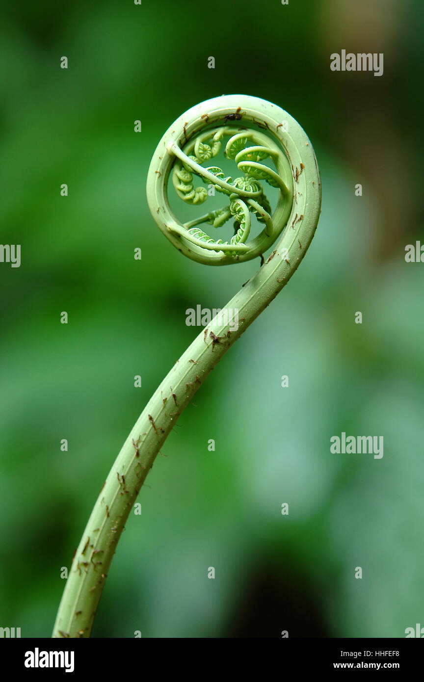 leaf, environment, enviroment, park, garden, flora, botany, jungle ...