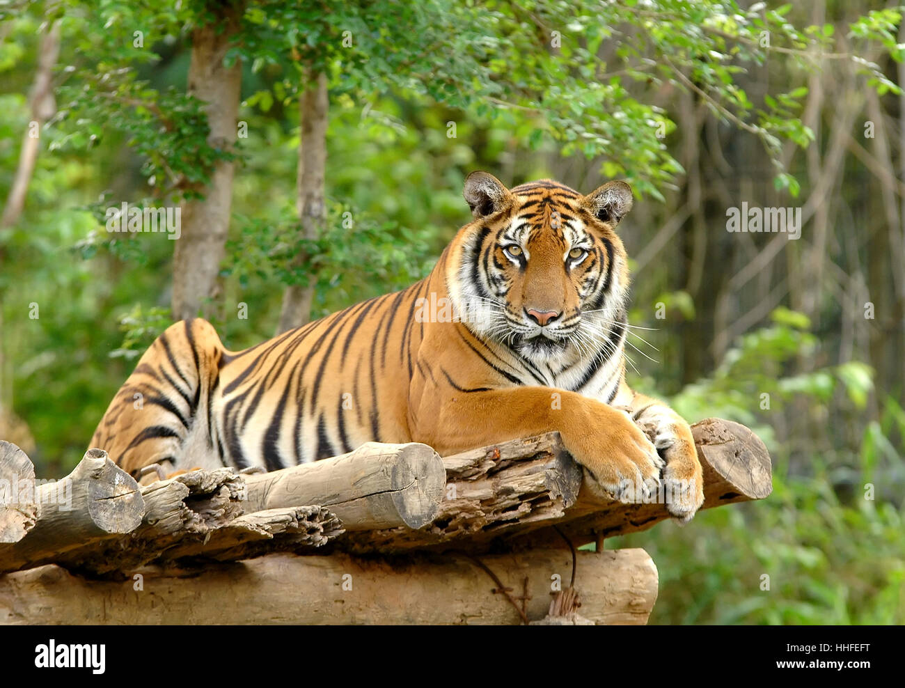 wait, waiting, danger, detail, big, large, enormous, extreme, powerful ...