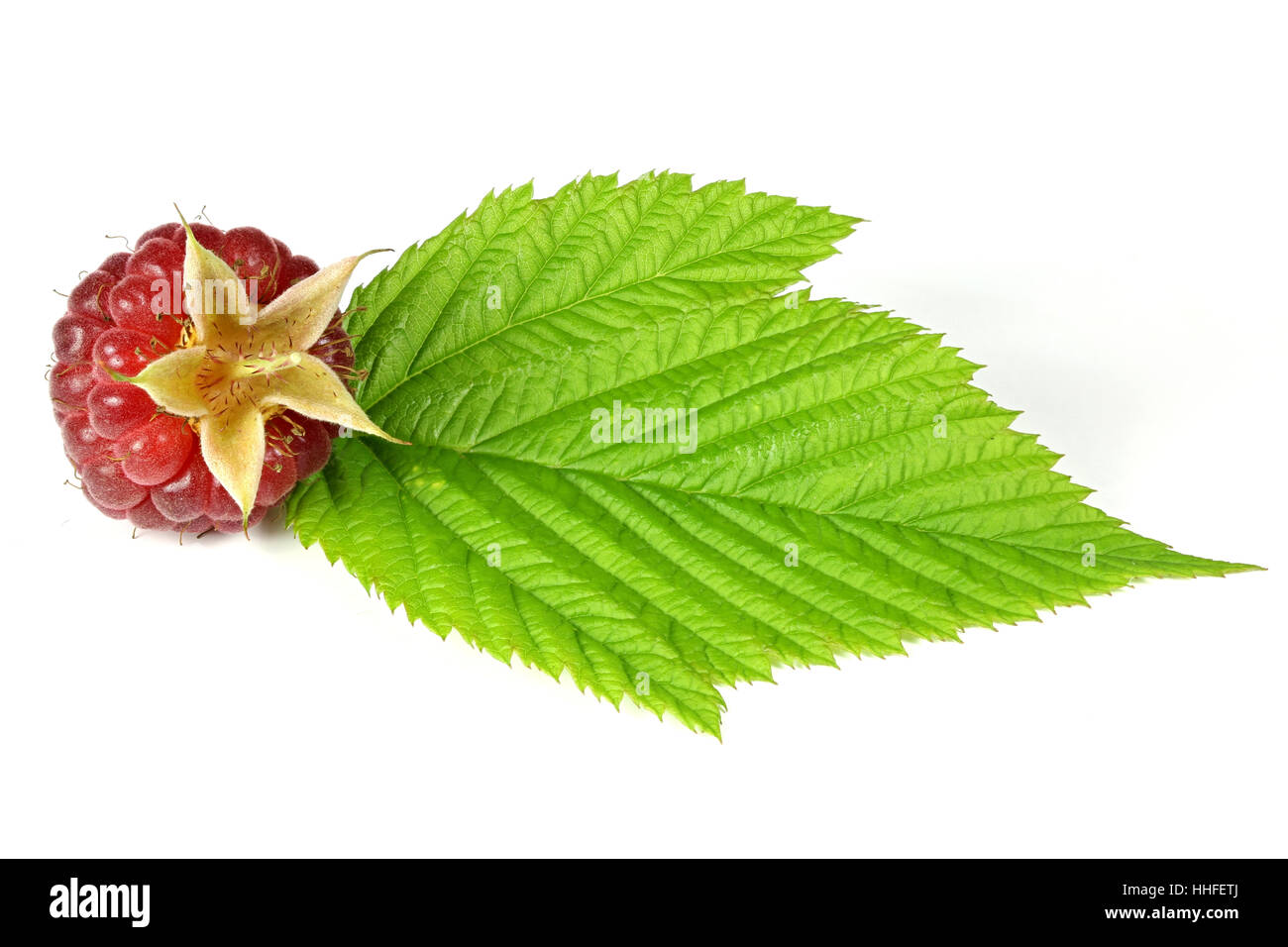 fresh picked raspberry isolated on white background Stock Photo - Alamy