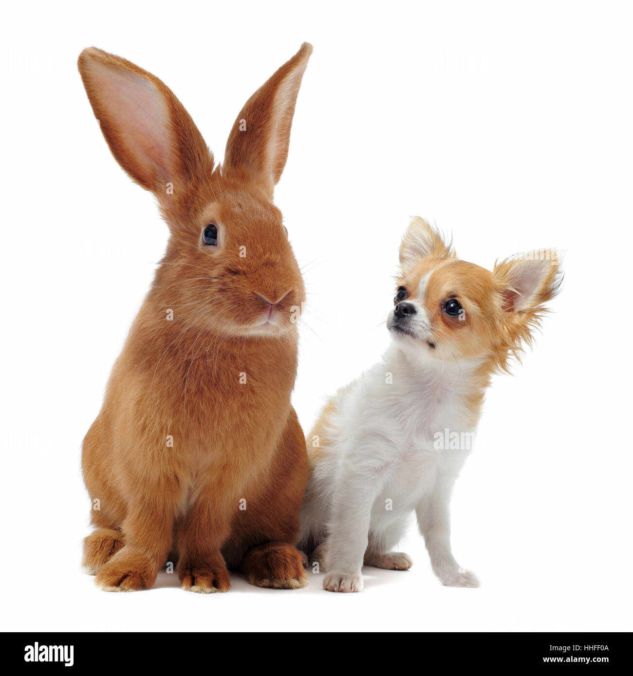 Puppy with rabbit hi-res stock photography and images - Alamy