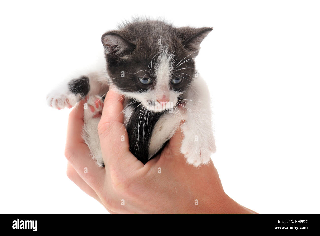 Black white cat looking peeking hi-res stock photography and images - Alamy