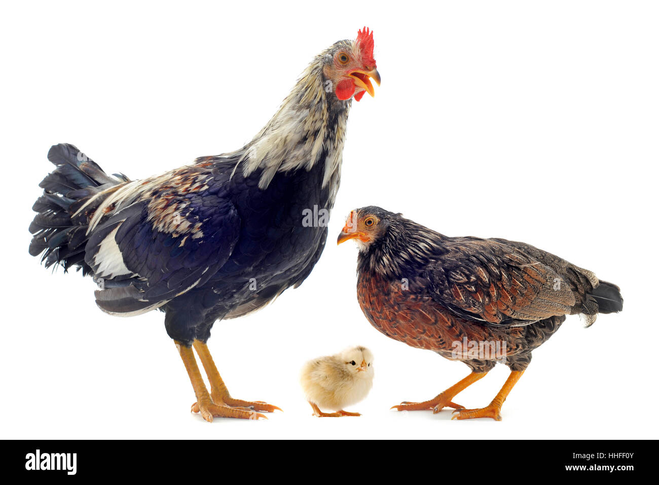 rooster, chicken and little chick on a white background Stock Photo - Alamy