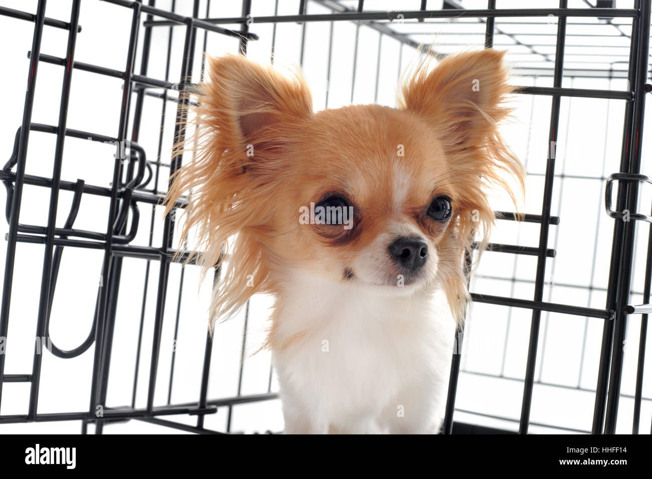 dog, puppy, cage, lock, isolated, animal, pet, traffic, transportation ...