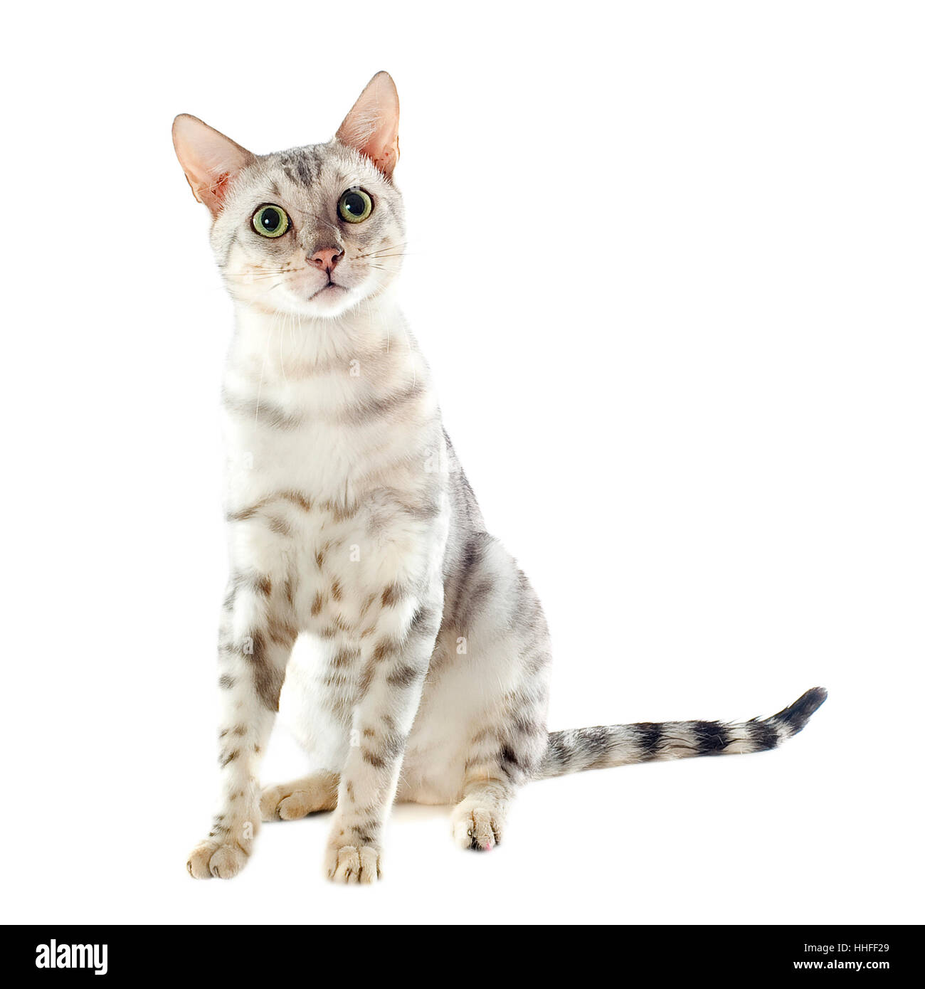 White Bengal Cat Snow & White Bengal Cats For Sale 🐈 | Wild & Sweet
