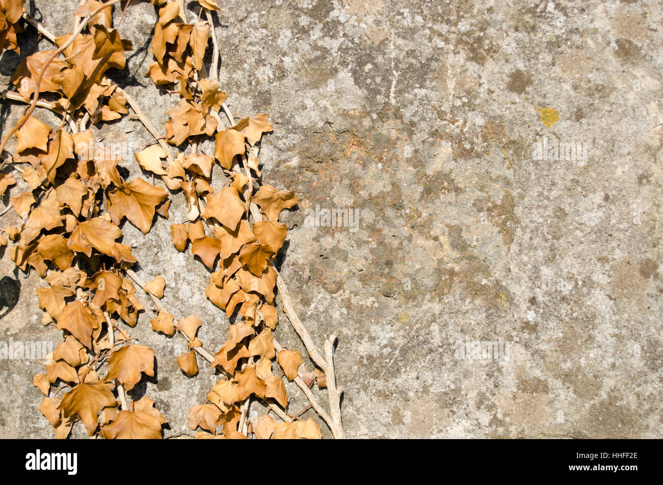 wand, leaf, stone, leaves, concrete, wall, brick, pattern, wand ...