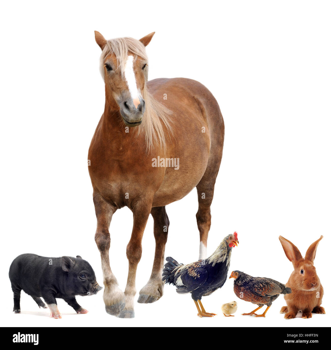 group of farm animals in front of white background Stock Photo - Alamy
