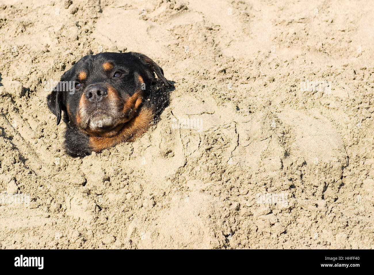 pet, dog, rottweiler, inter, sands, sand, buried, bury, beautiful ...