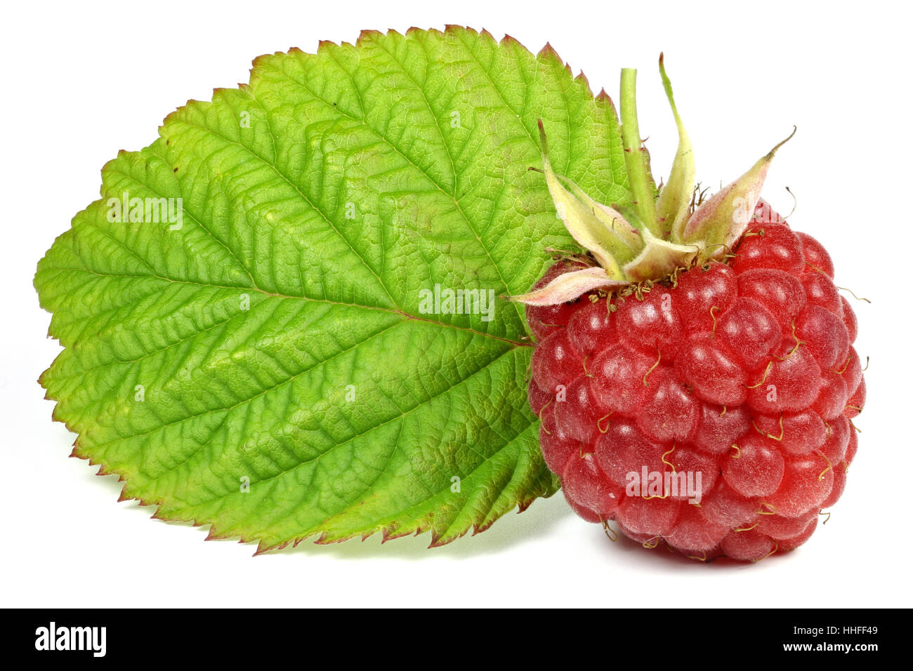 fresh picked raspberry isolated on white background Stock Photo - Alamy