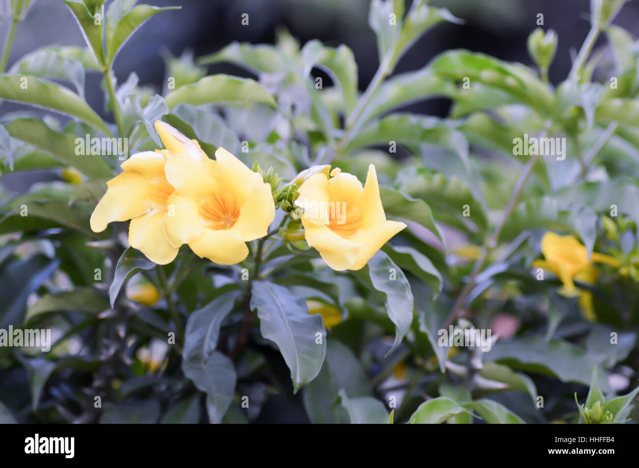 Bright yellow from sun hi-res stock photography and images - Alamy