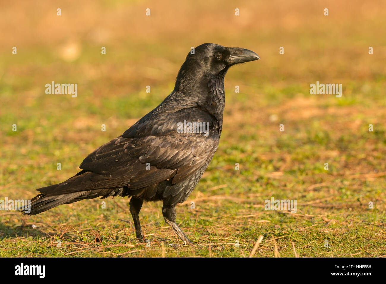 Brigh black plumage of a crow in the nature Stock Photo - Alamy