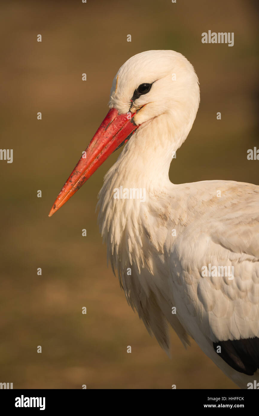 Natural profile of a elegant stork in the field Stock Photo - Alamy