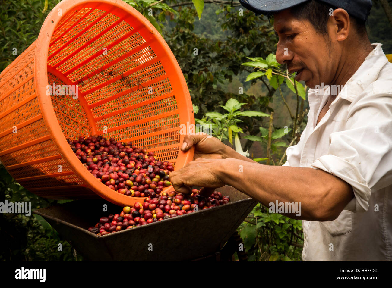 Coffee farm mexico hi-res stock photography and images - Alamy