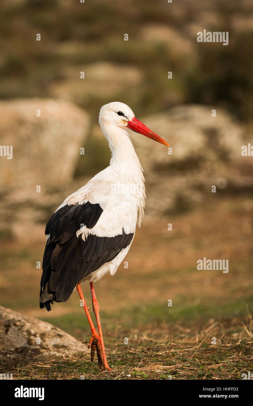 White stork walking hi-res stock photography and images - Alamy