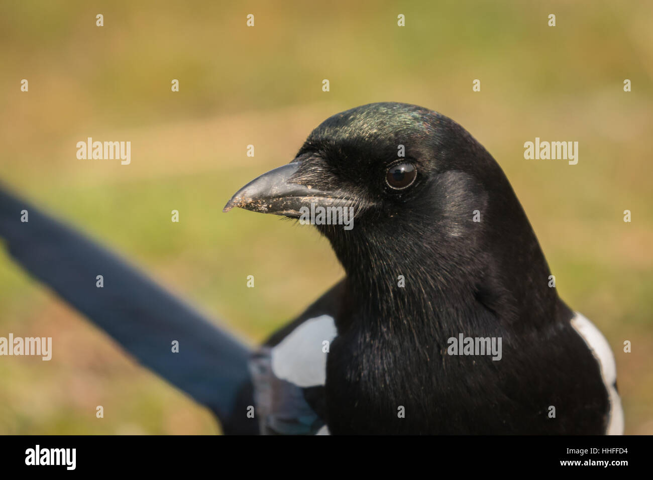 Portrait of black and white magpie in the nature Stock Photo - Alamy