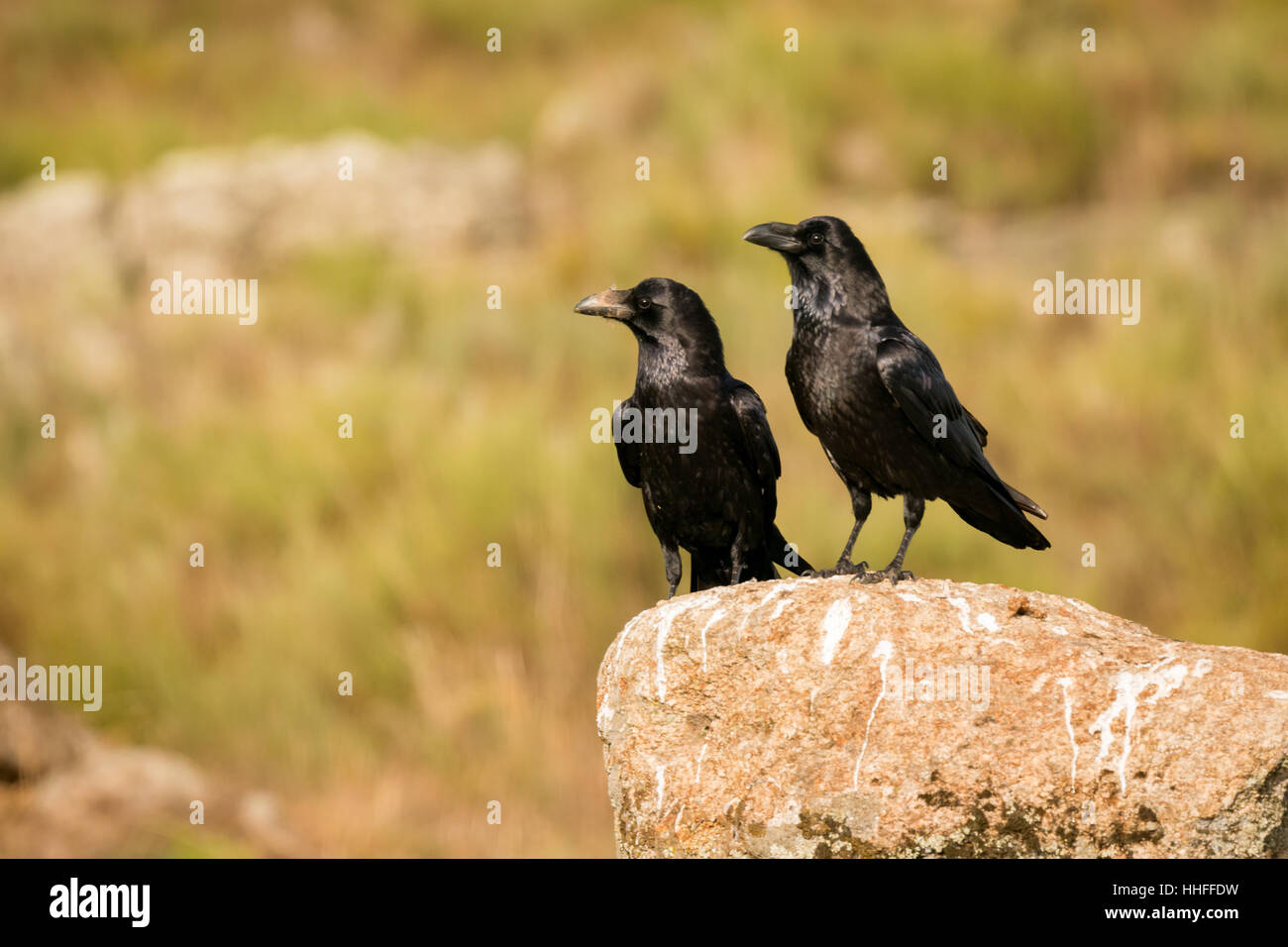 Crows uk two hi-res stock photography and images - Alamy
