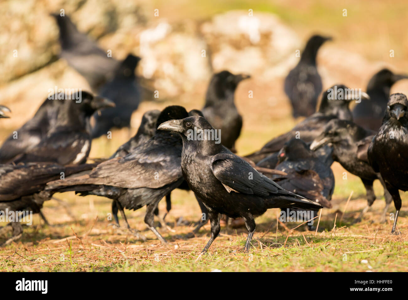 Group of black crows in the nature Stock Photo - Alamy