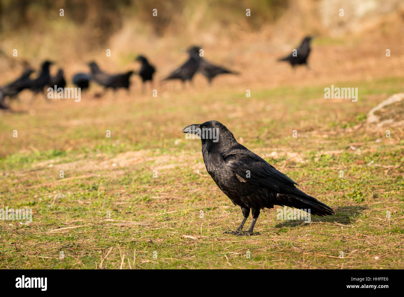 Group of black crows in the nature Stock Photo - Alamy