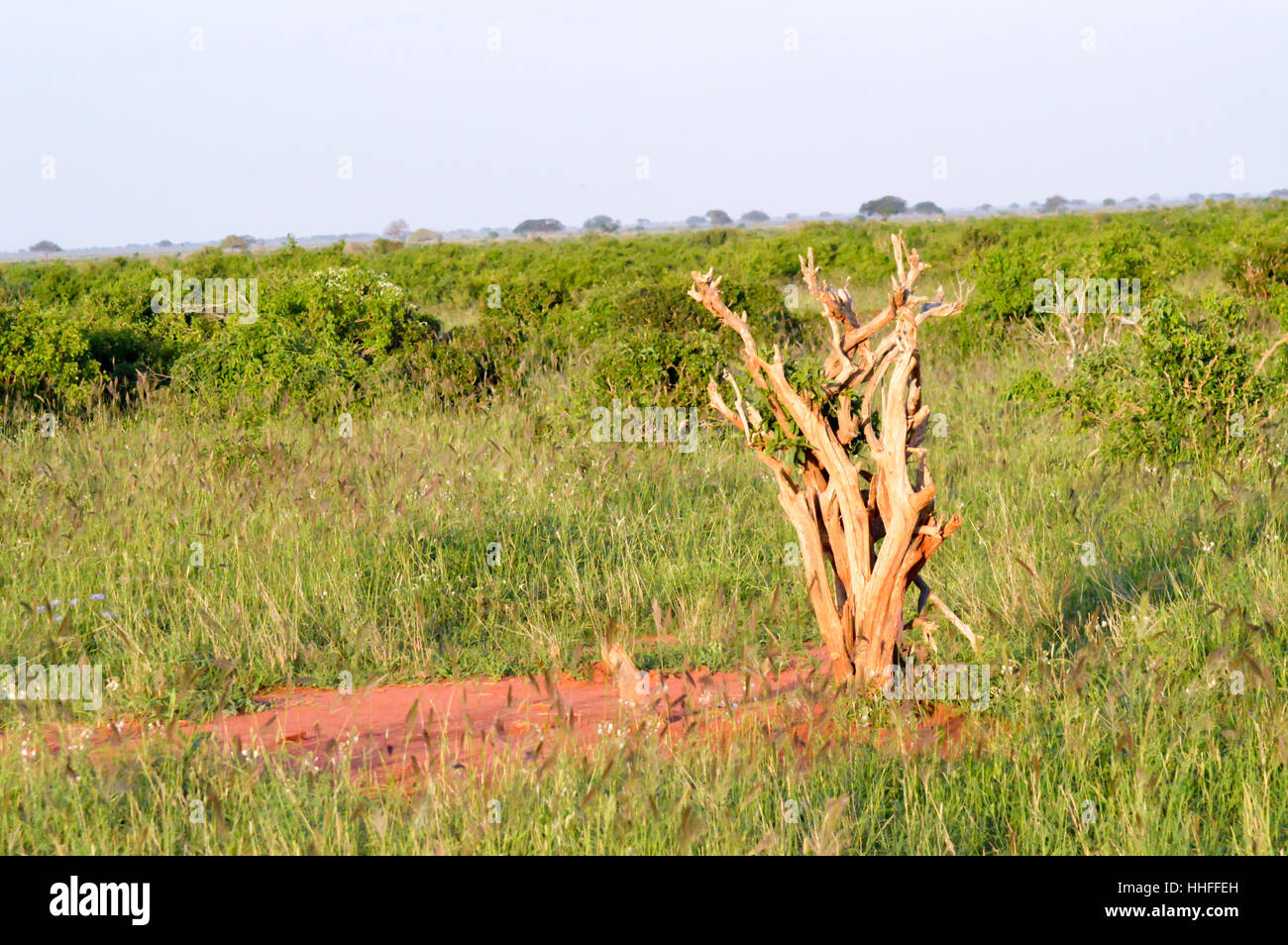 Dead tree in the green savanna of Tsavo East Kenya Park Stock Photo - Alamy
