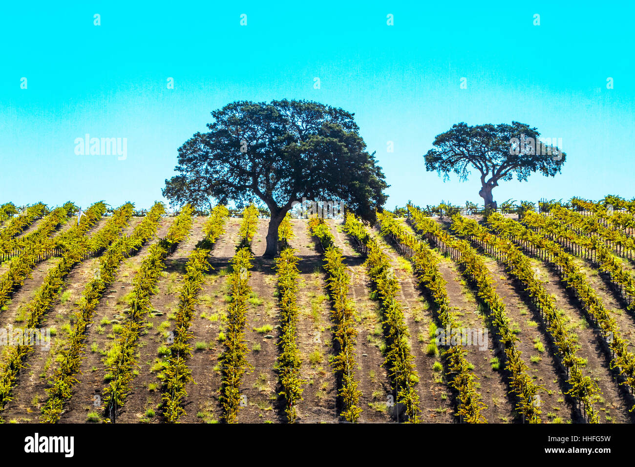 A Lone tree in a Paso Robles California USA vineyard Stock Photo - Alamy