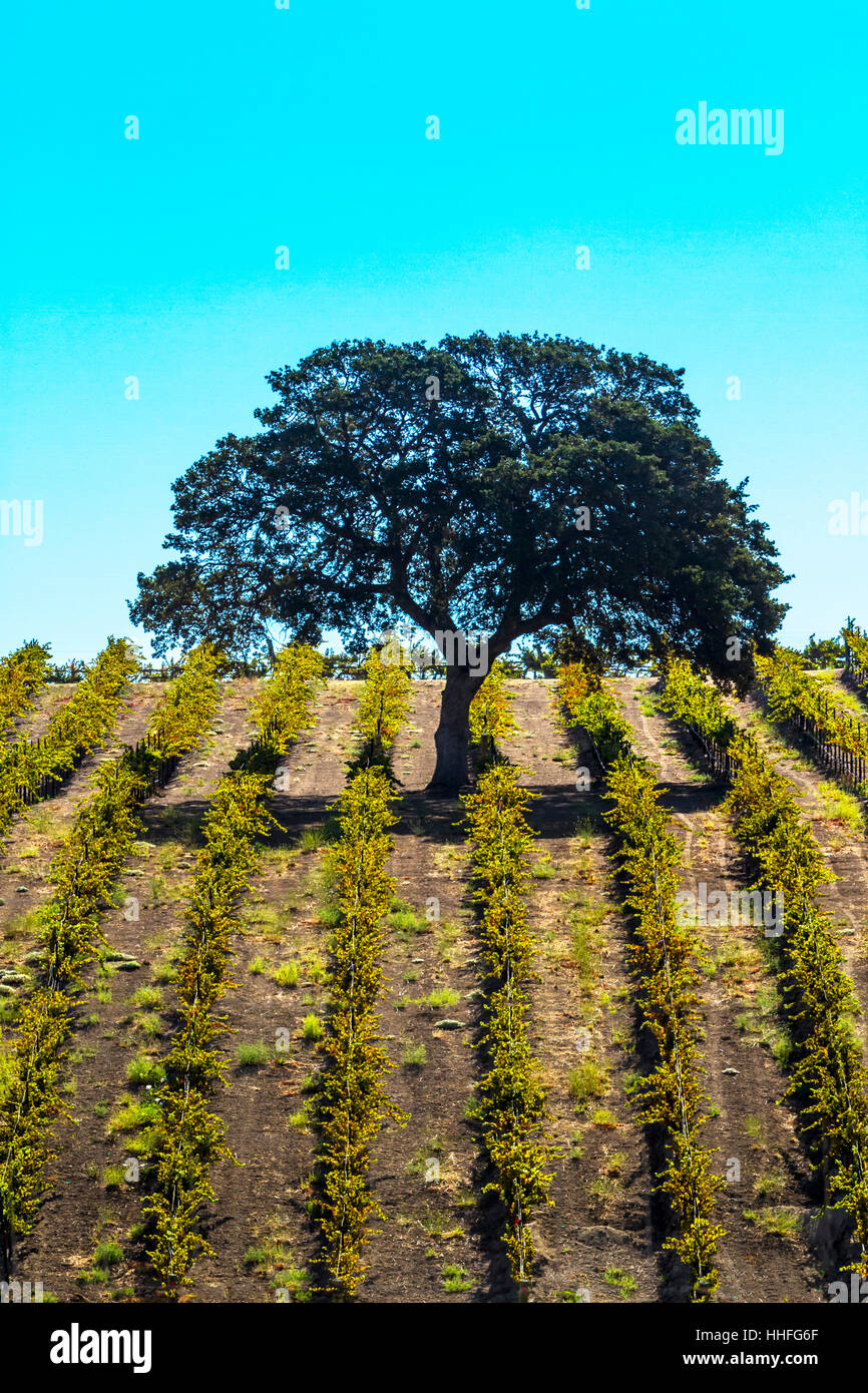 Logo paso a paso hi-res stock photography and images - Alamy