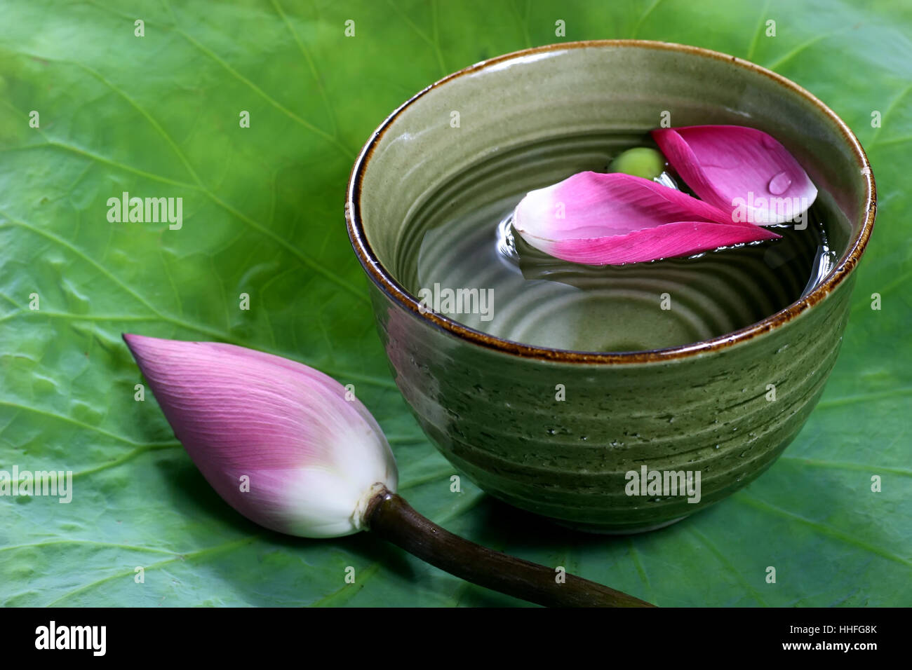 leaf,asia,bud,petal,lotus,seed,spa,mineral spring,medicinal spring ...