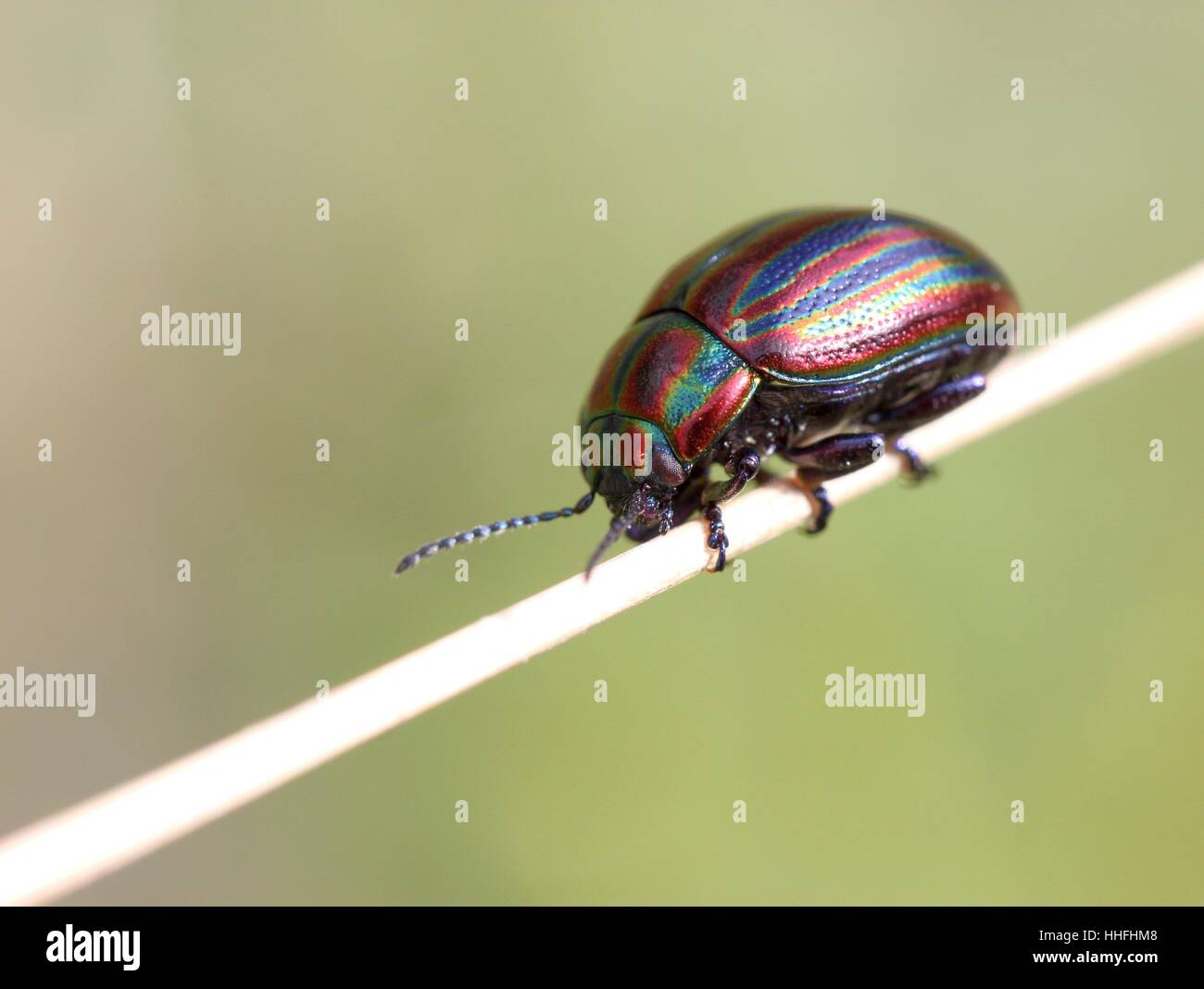 Snowdon beetle hi-res stock photography and images - Alamy