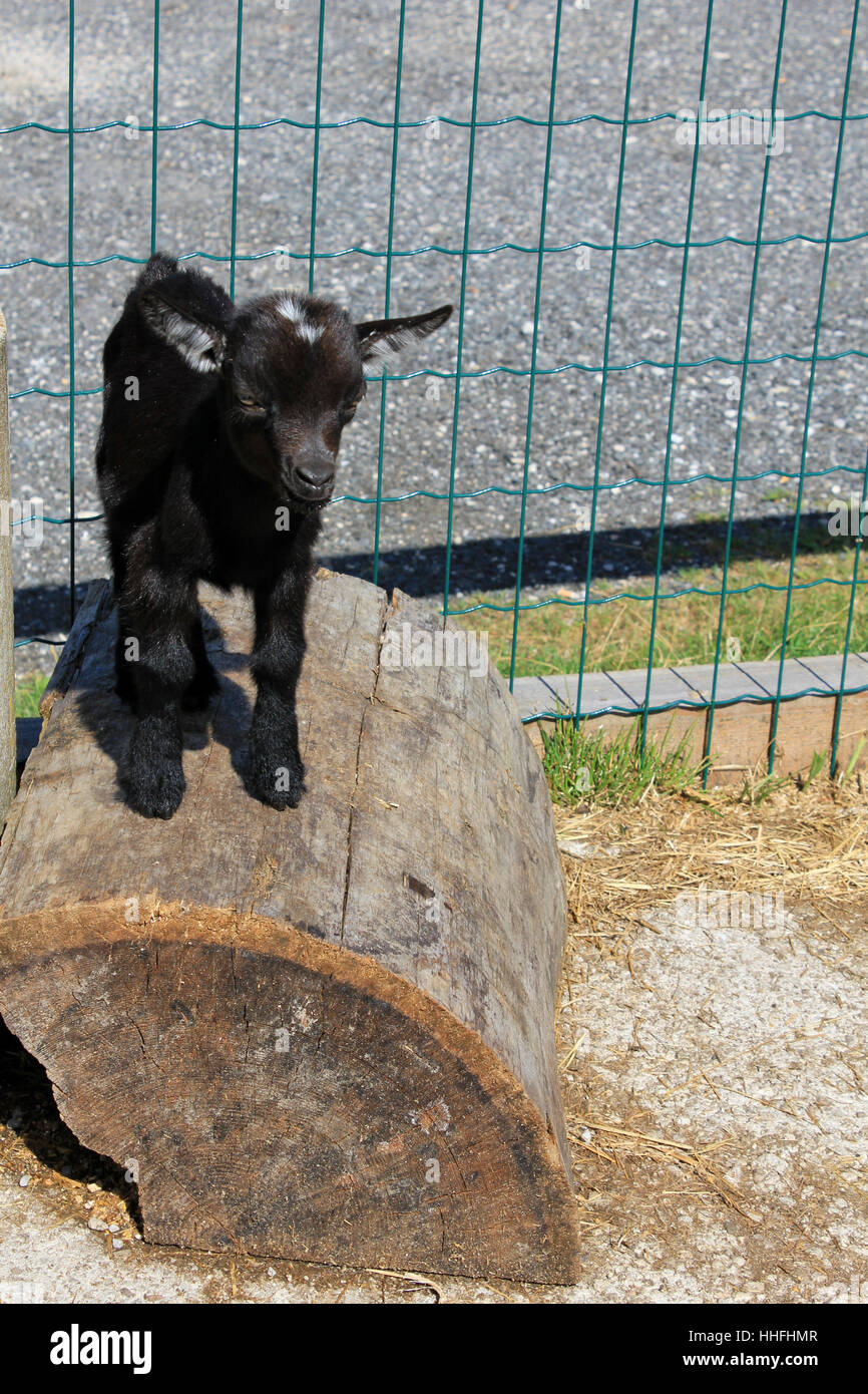 agriculture, farming, austrians, goat, goats, farm animal, fawn, mammal ...