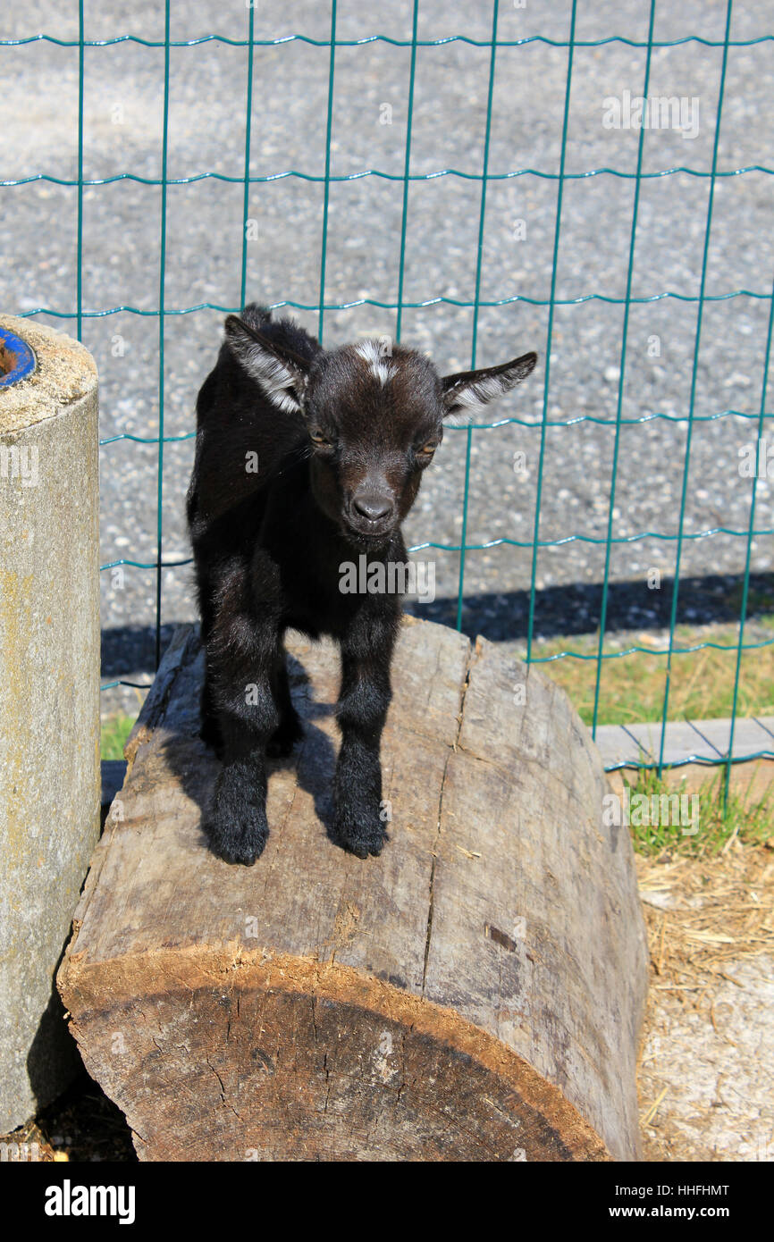agriculture, farming, austrians, goat, goats, farm animal, fawn, mammal ...