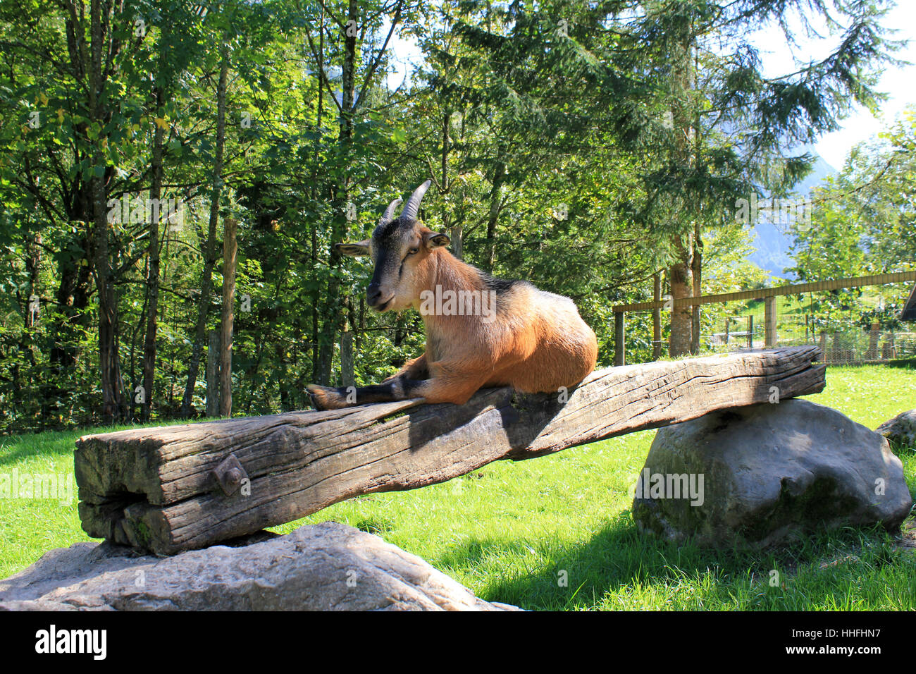 agriculture, farming, austrians, goat, goats, farm animal, fawn, mammal ...