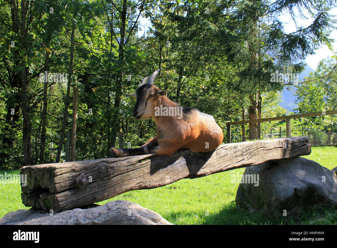 agriculture, farming, austrians, goat, goats, farm animal, fawn, mammal ...