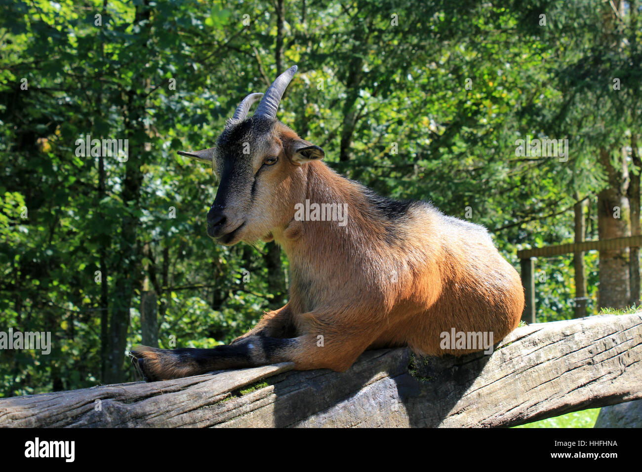 agriculture, farming, austrians, goat, goats, farm animal, fawn, mammal ...