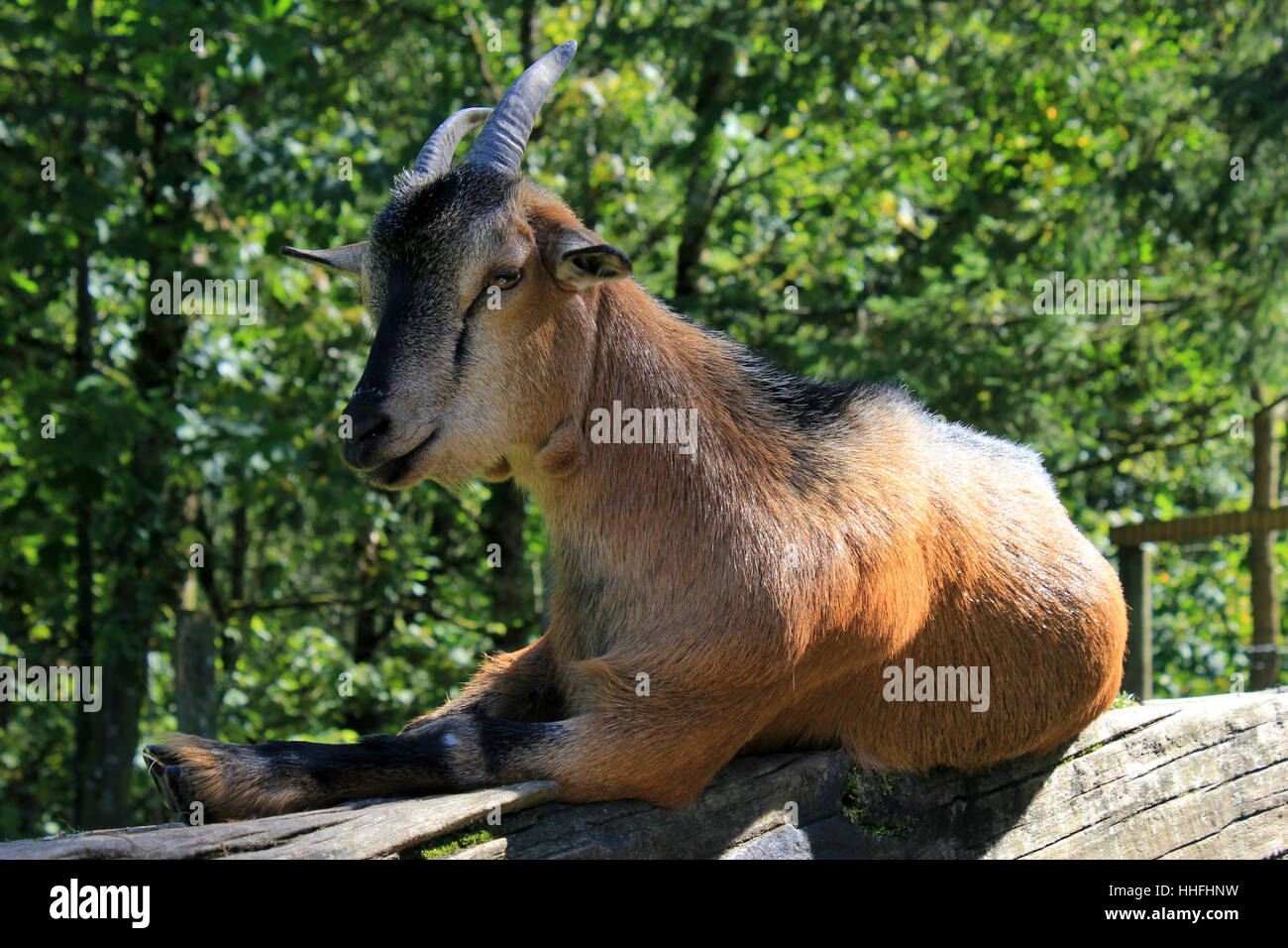 Austria goats hi-res stock photography and images - Alamy