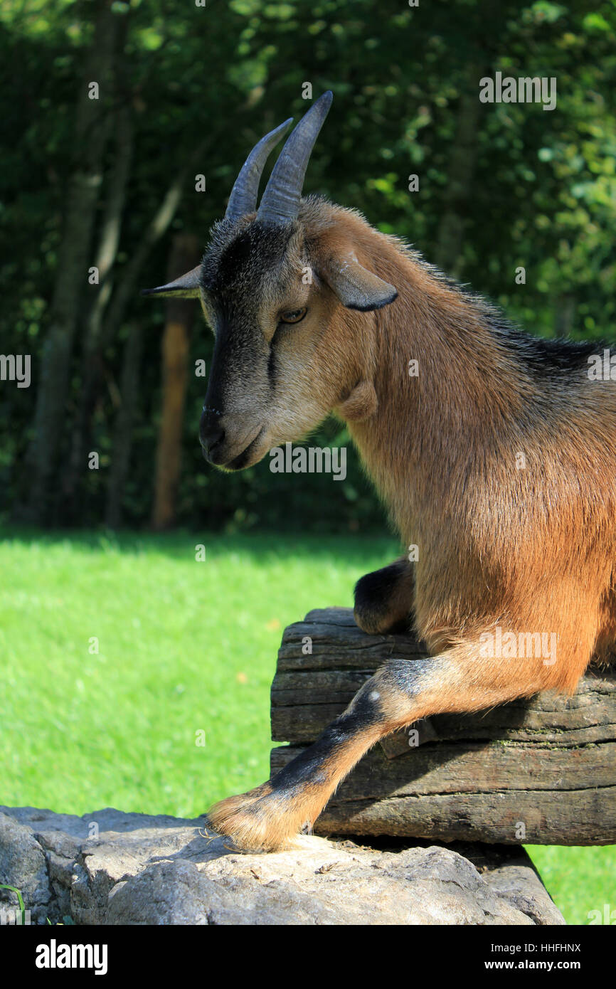 agriculture, farming, austrians, goat, goats, farm animal, fawn, mammal ...