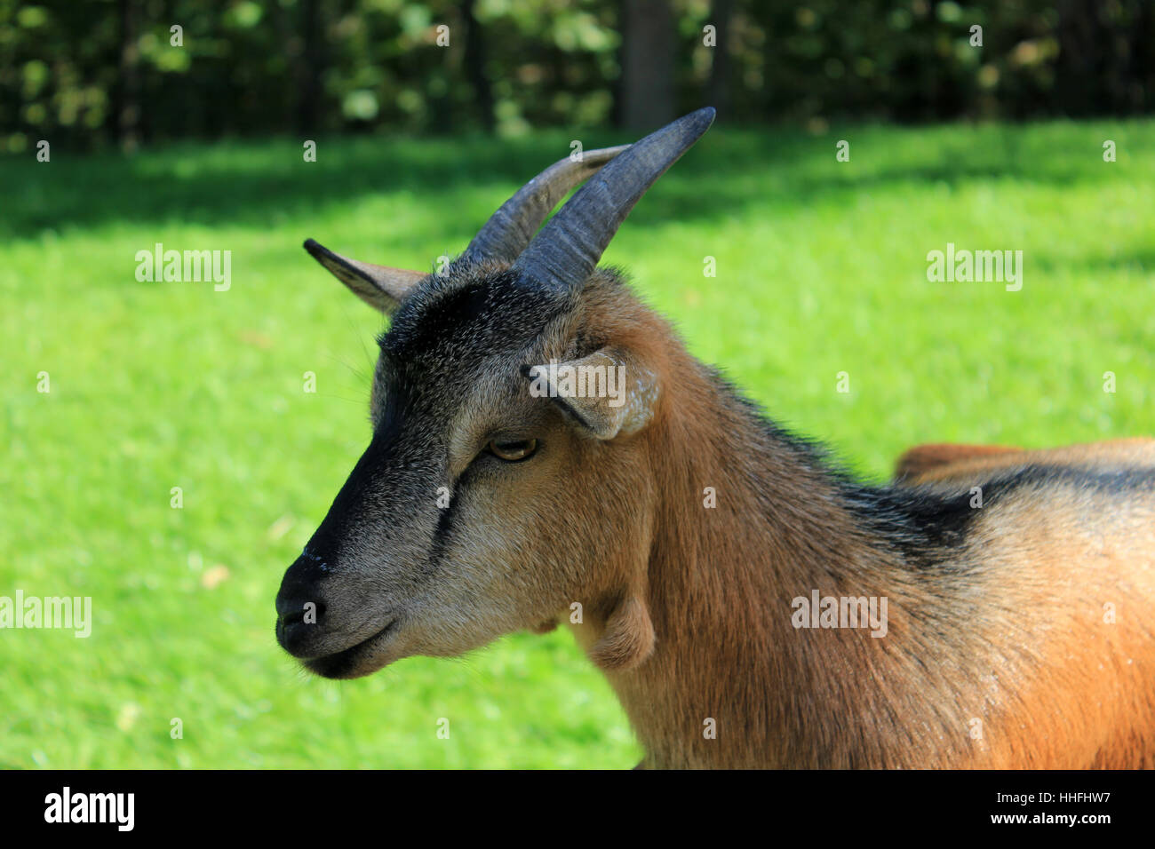 agriculture, farming, austrians, goat, goats, farm animal, fawn, mammal ...