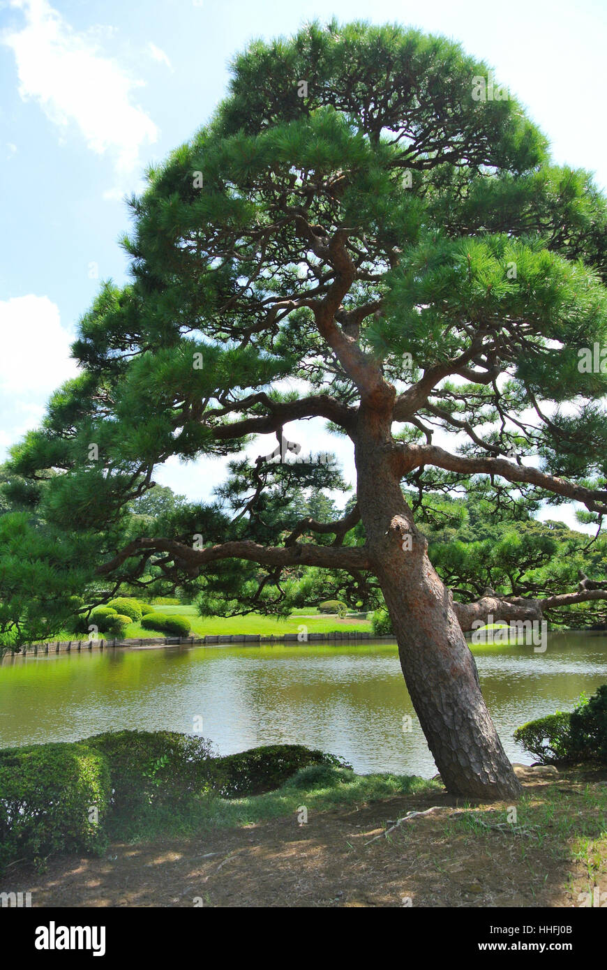 An evergreen pine tree growing near a small lake within the Shinjuku ...