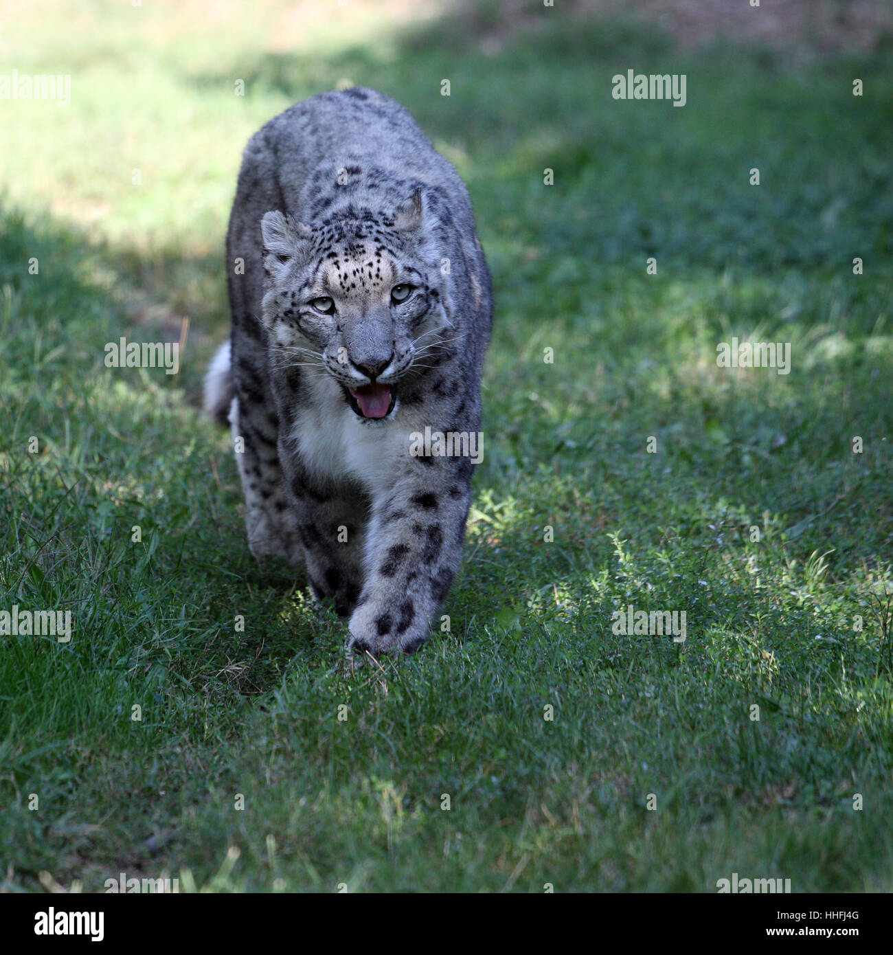 animal, mammal, predator, feline, carnivorous, walk, go, going, walking ...